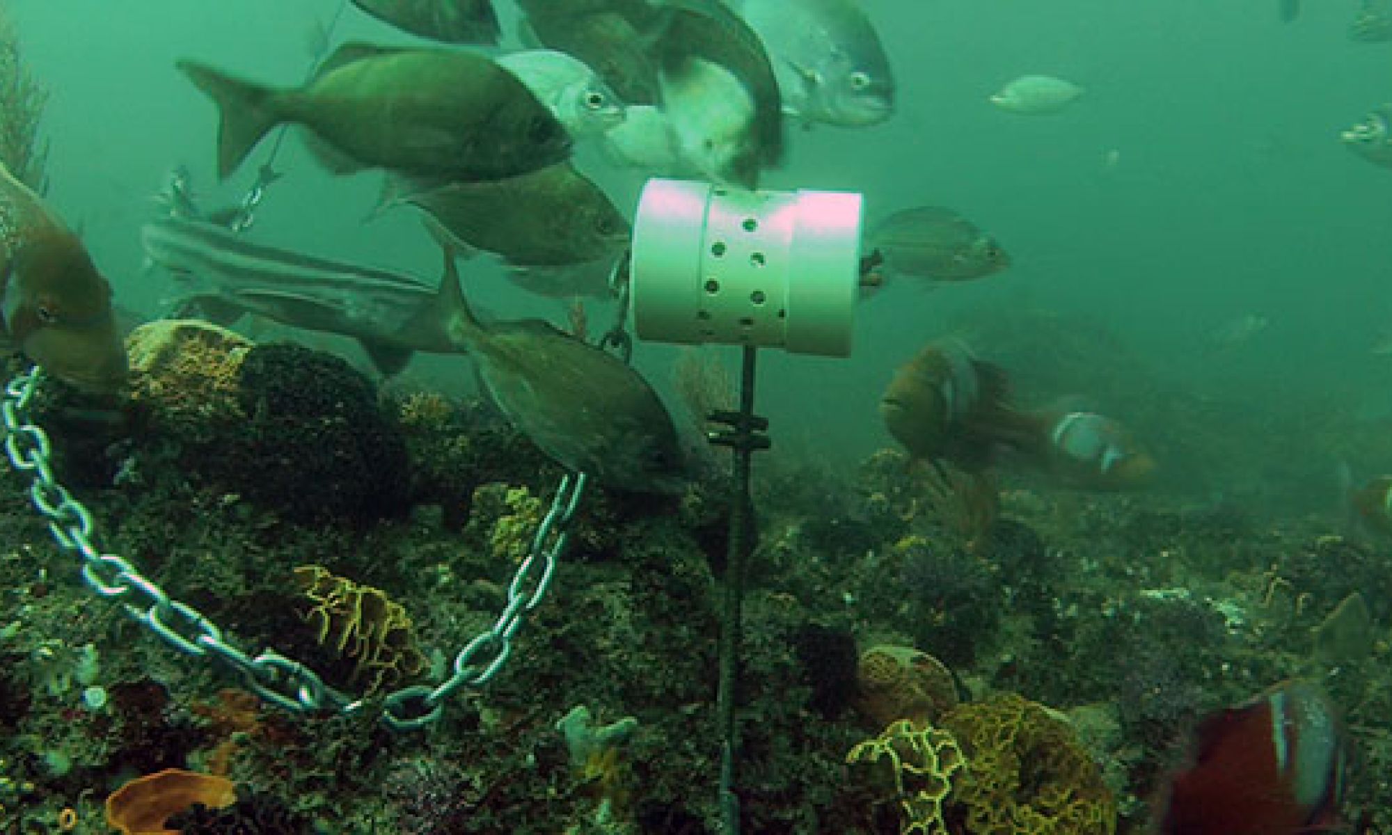 News | The importance of fish diversity and abundance