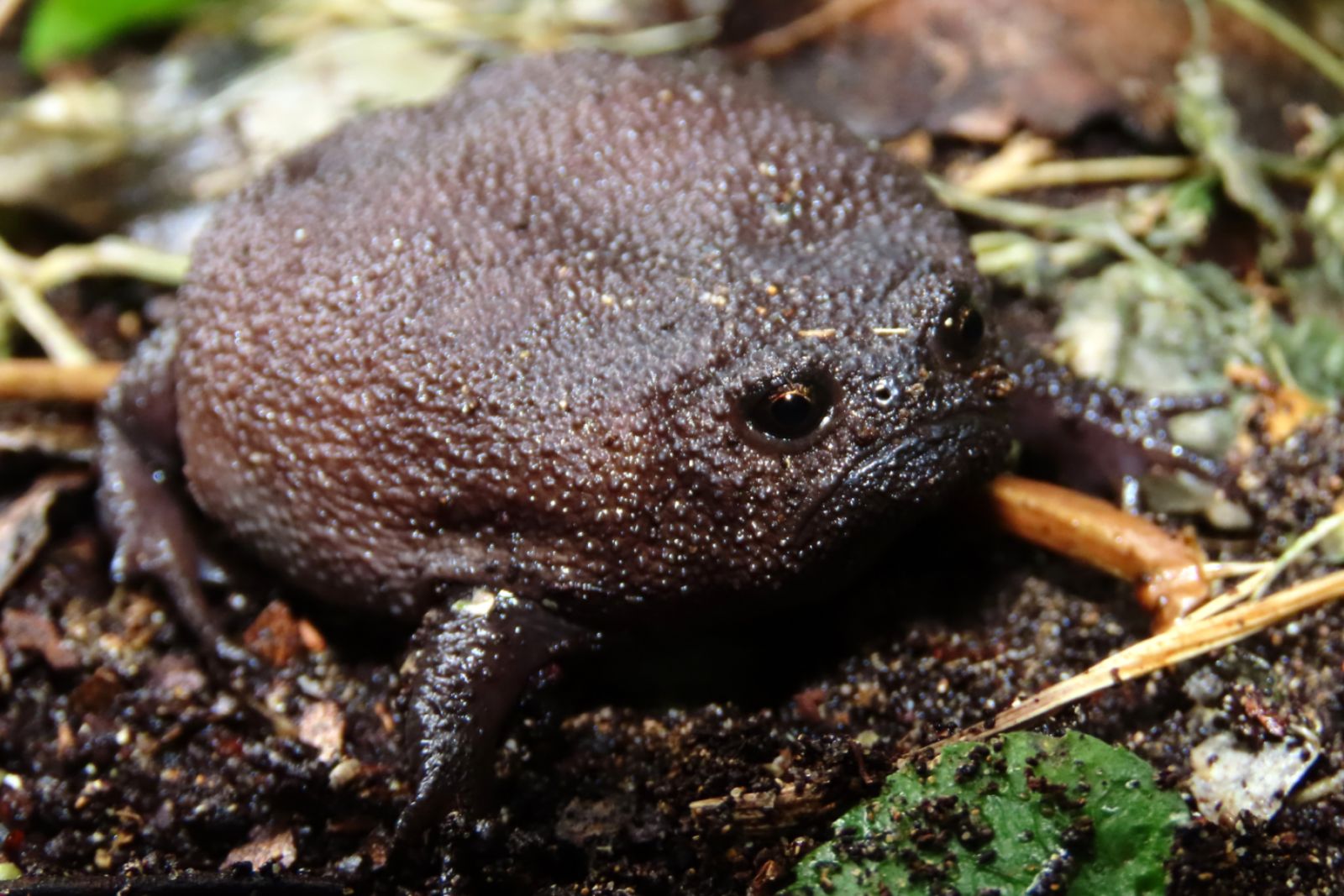 News | Exciting Frog Monitoring Programme Coming Soon!