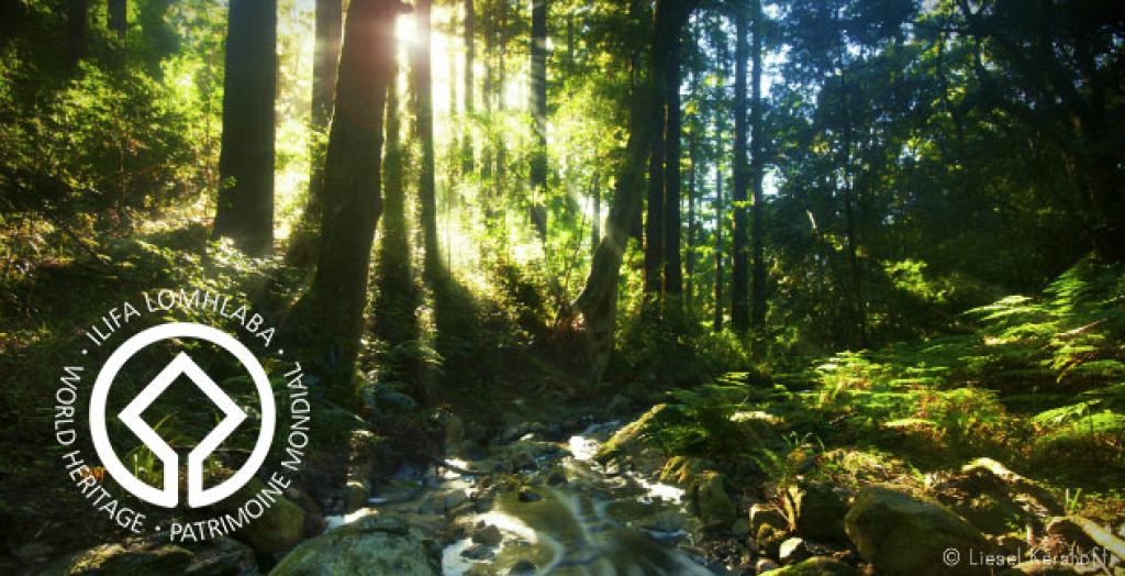 Conservation | Grootvadersbosch Nature Reserve Conservation