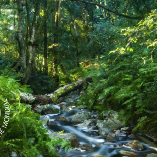 Grootvadersbosch Nature Reserve – Capenature