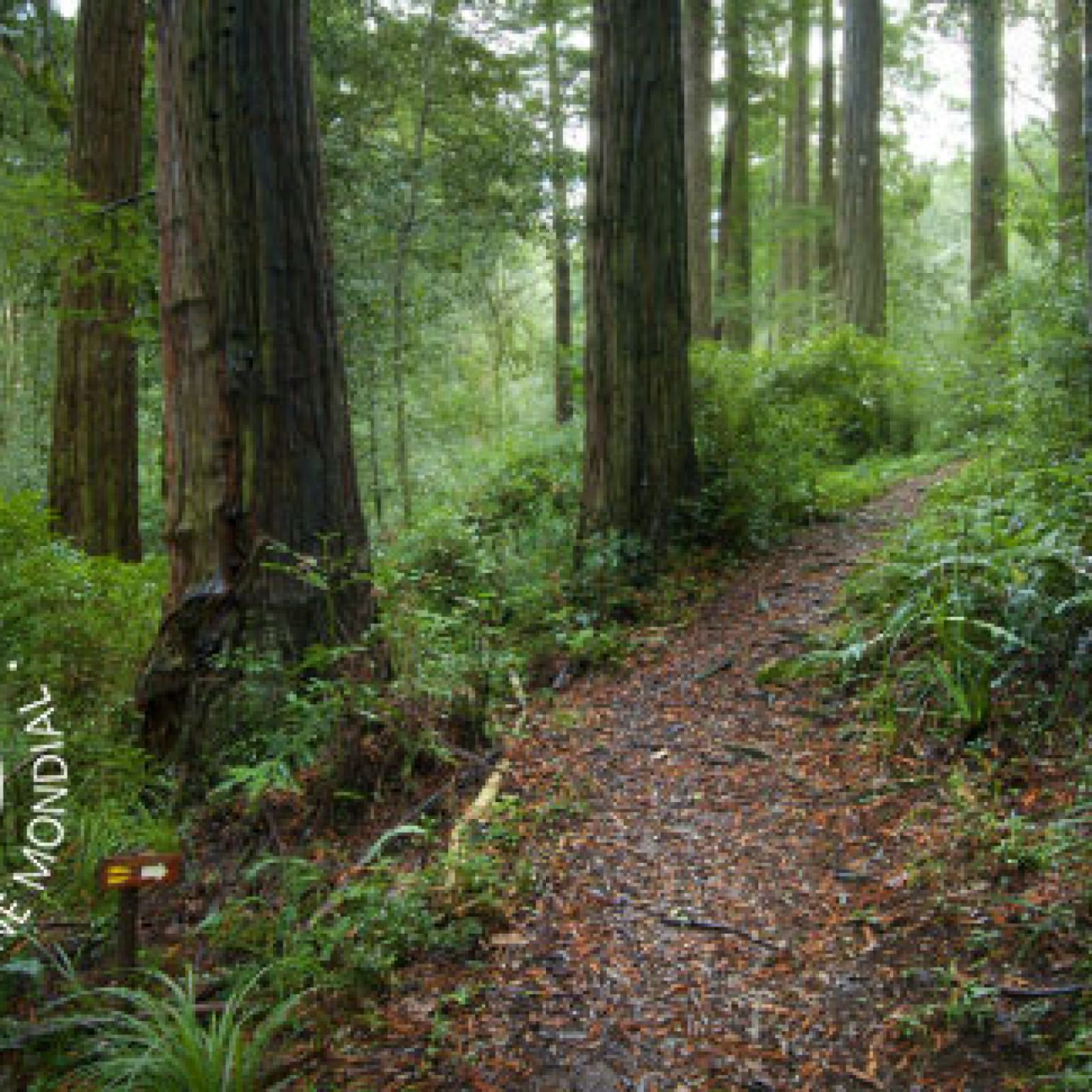 Conservation | Grootvadersbosch Nature Reserve Conservation