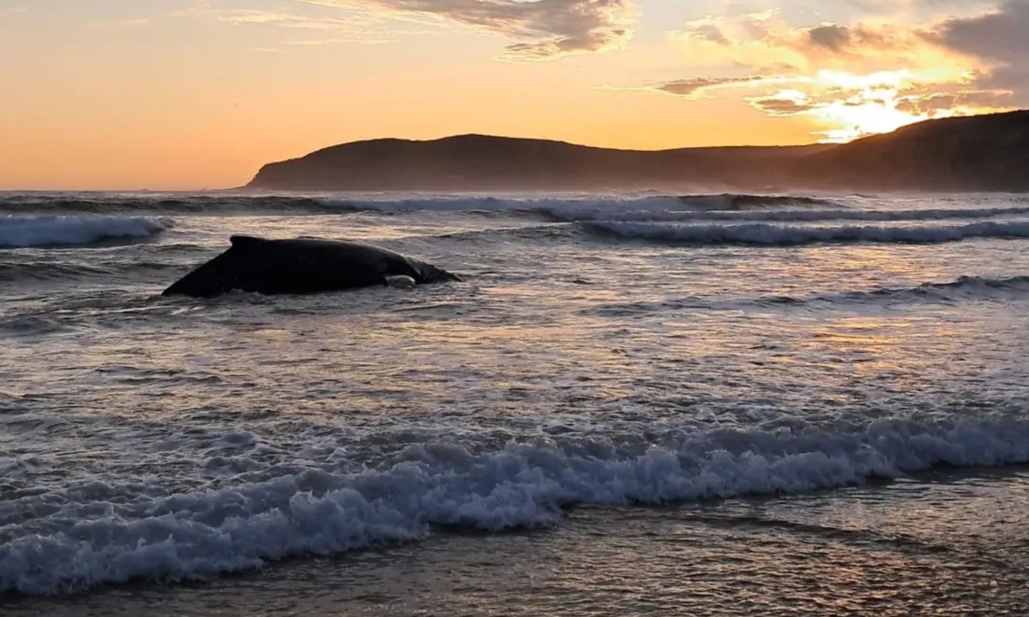 News | Stranded humpback whale at Robberg Nature Reserve