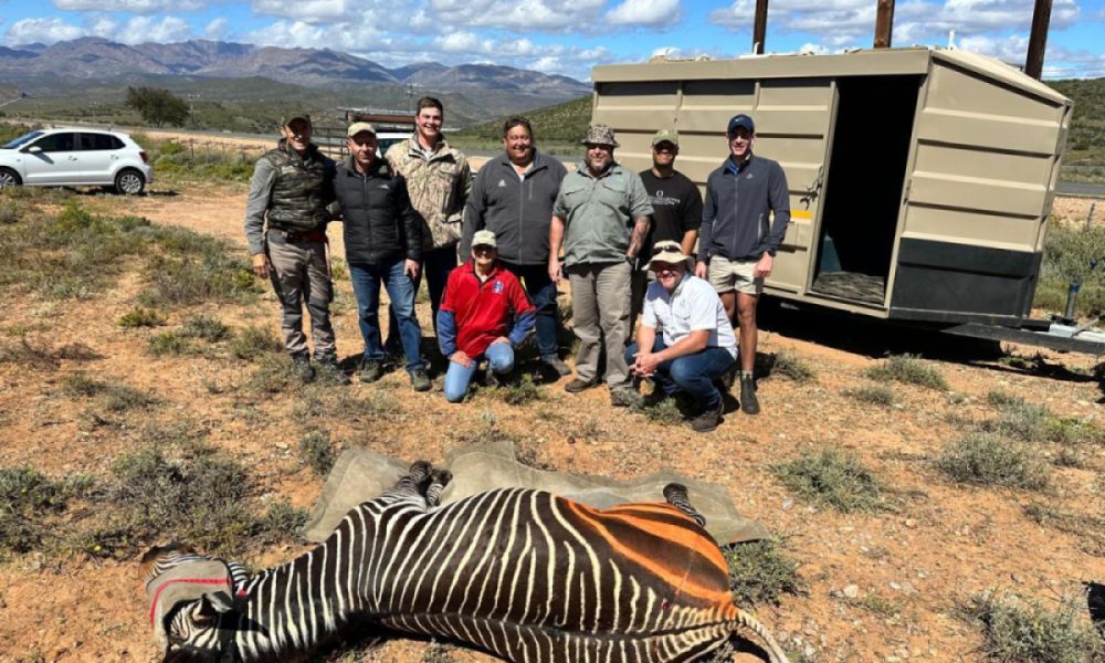 News | Historic translocation marks major success for Cape mountain ...