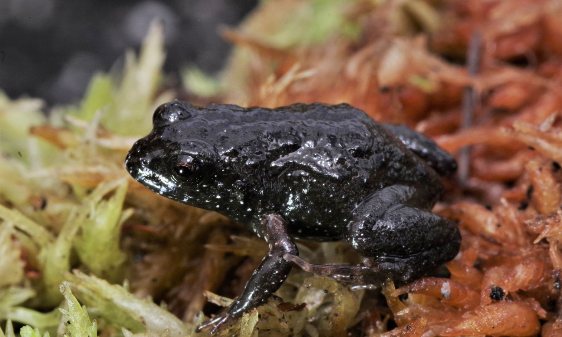 The Rough Moss frog: a story of conservation action for a Critically ...