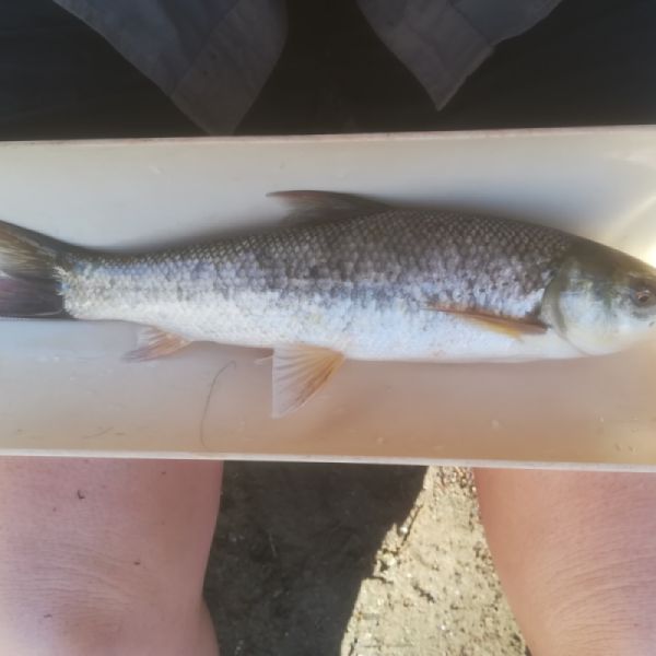 Freshwater fish of Meiringspoort - Capenature