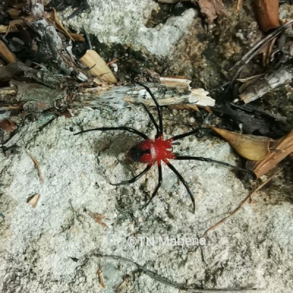 Strawberry Button Spider - Capenature