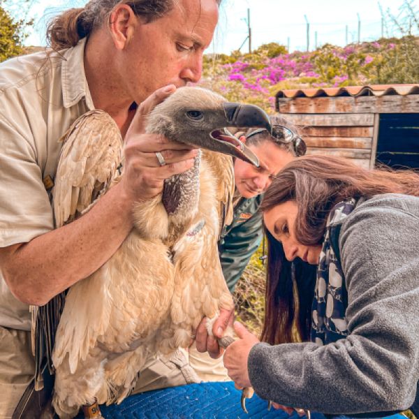 Collaboration for Conservation Allowed for the Release of a Cape ...