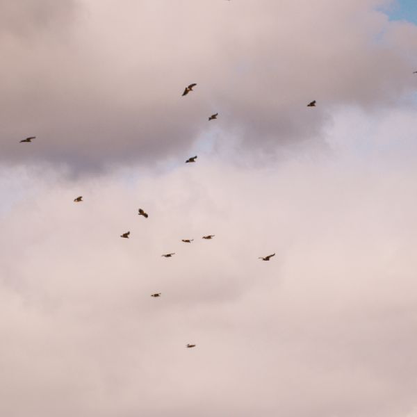 Collaboration for Conservation Allowed for the Release of a Cape ...