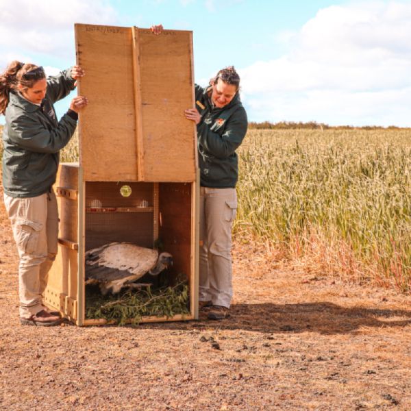 Collaboration for Conservation Allowed for the Release of a Cape ...