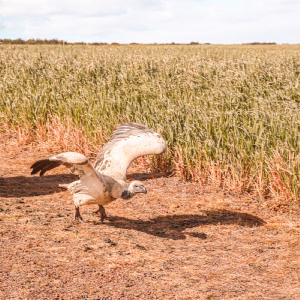 Collaboration for Conservation Allowed for the Release of a Cape ...