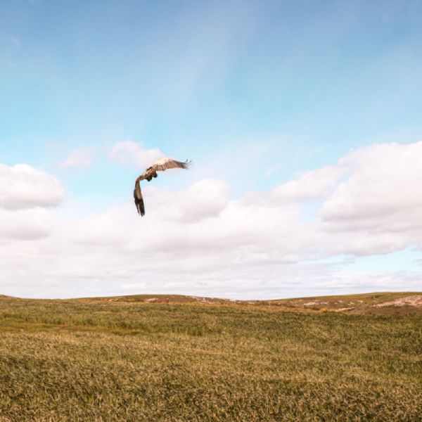 Collaboration for Conservation Allowed for the Release of a Cape ...