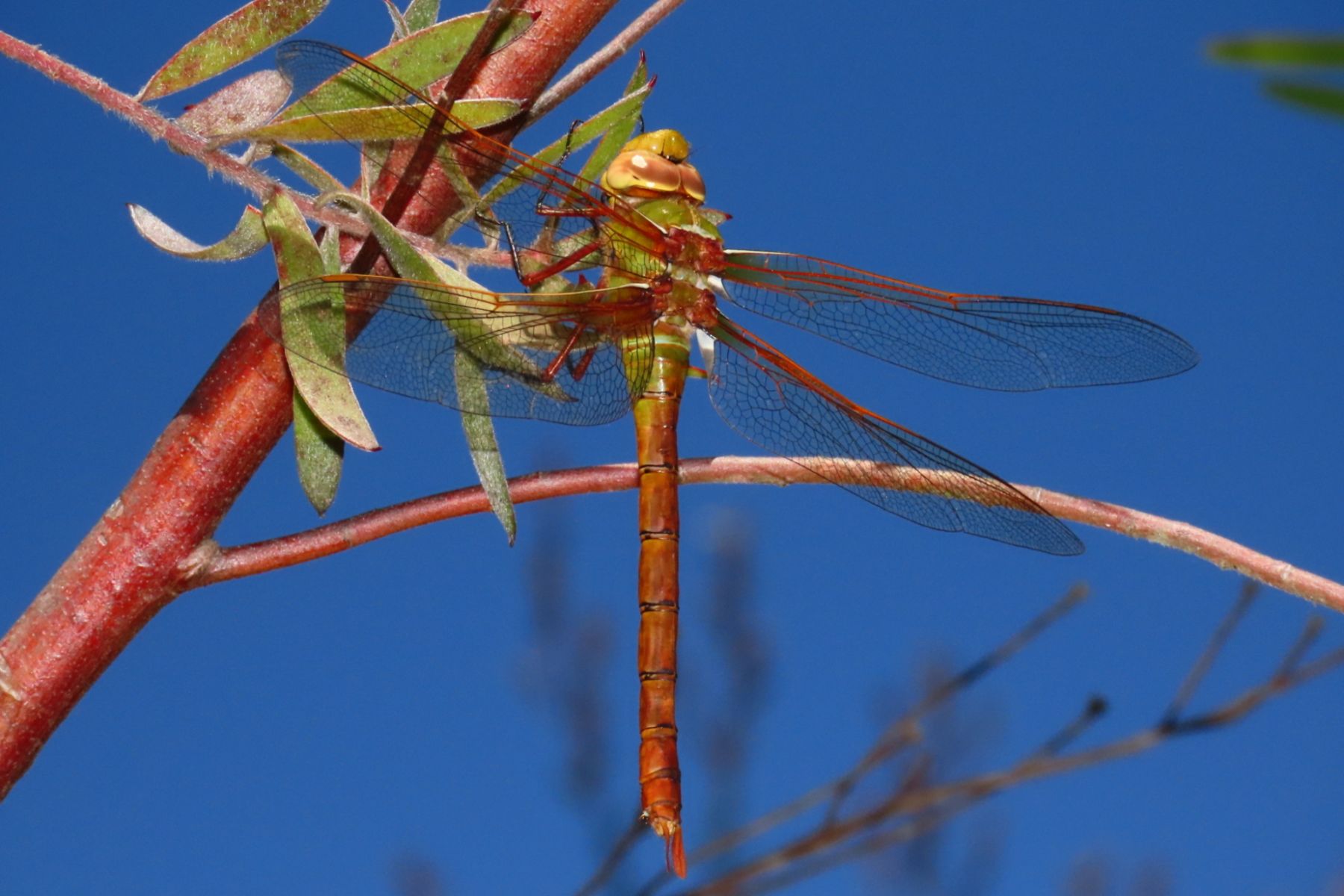 Freshwater Biodiversity: Dragonflies and damselflies