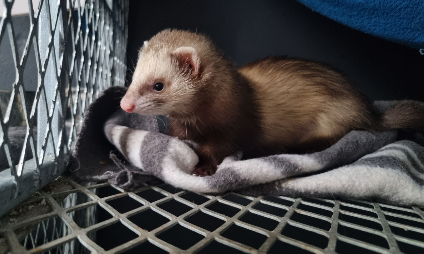 News | CapeNature warns against ferret ownership amid growing ...