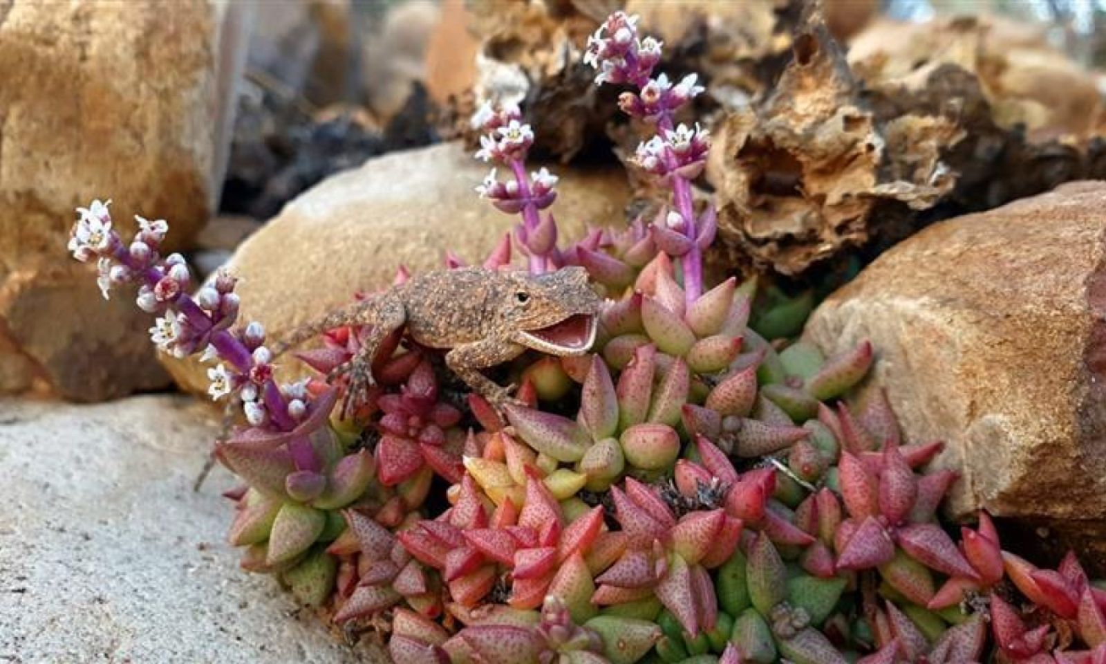 Doringkloof Nature Reserve declared a provincial nature reserve