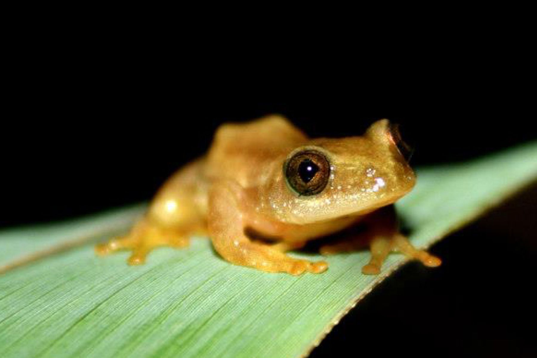 News | Exciting Frog Monitoring Programme Coming Soon!