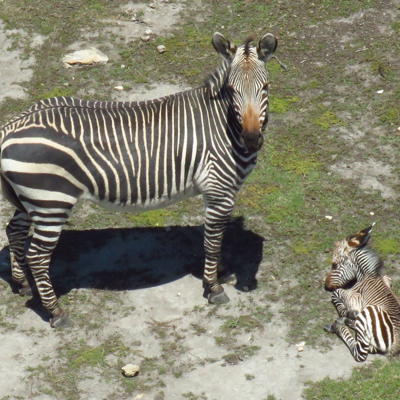 Animal Conservation - Capenature