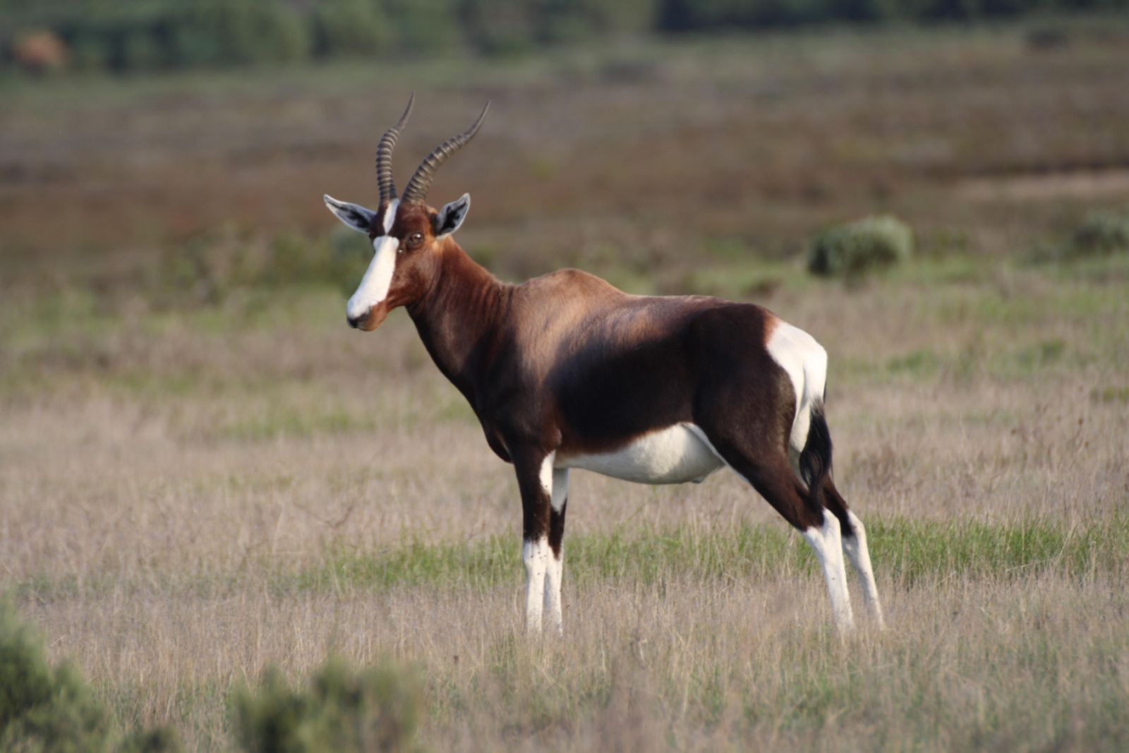 The bontebok - a species saved from the brink of extinction