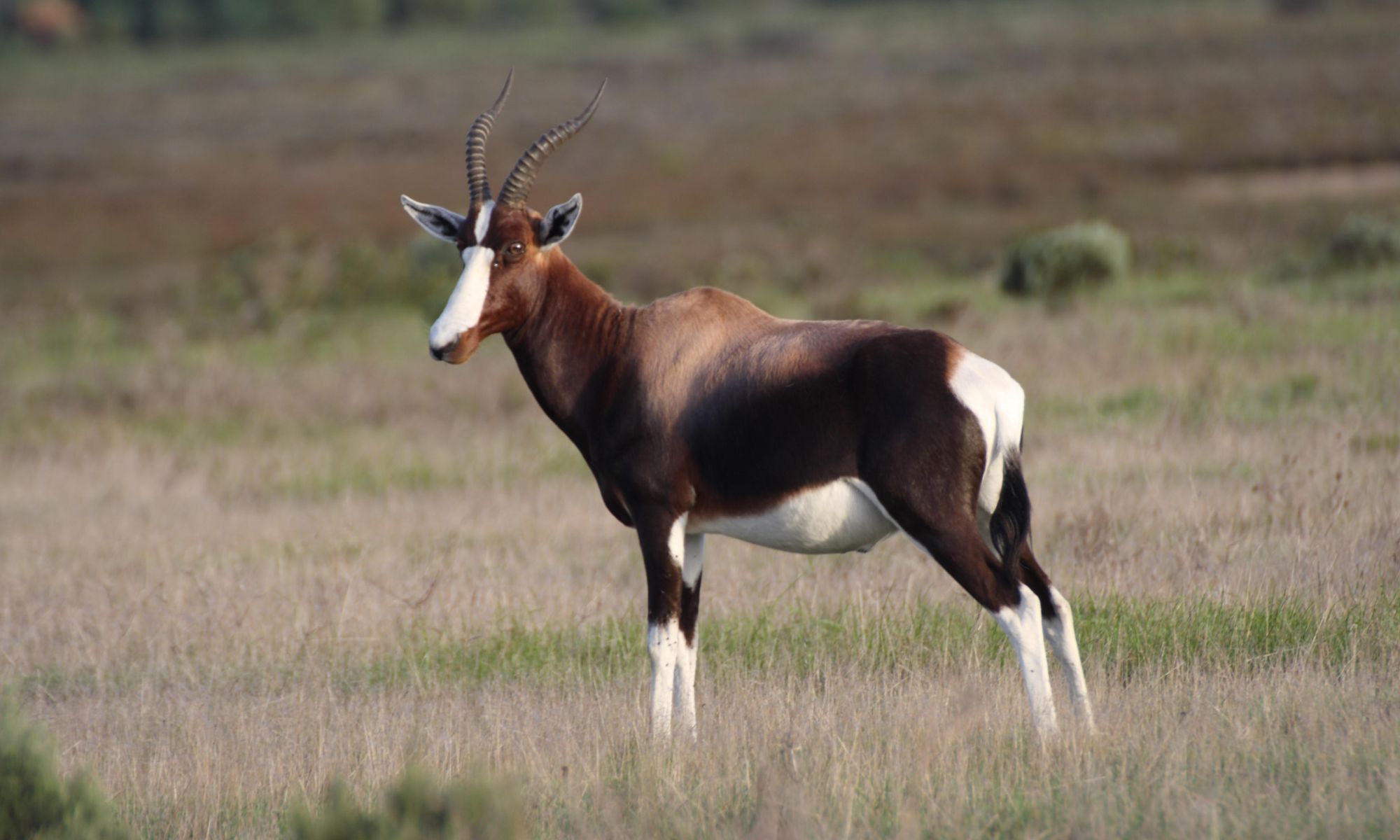 The bontebok - a species saved from the brink of extinction