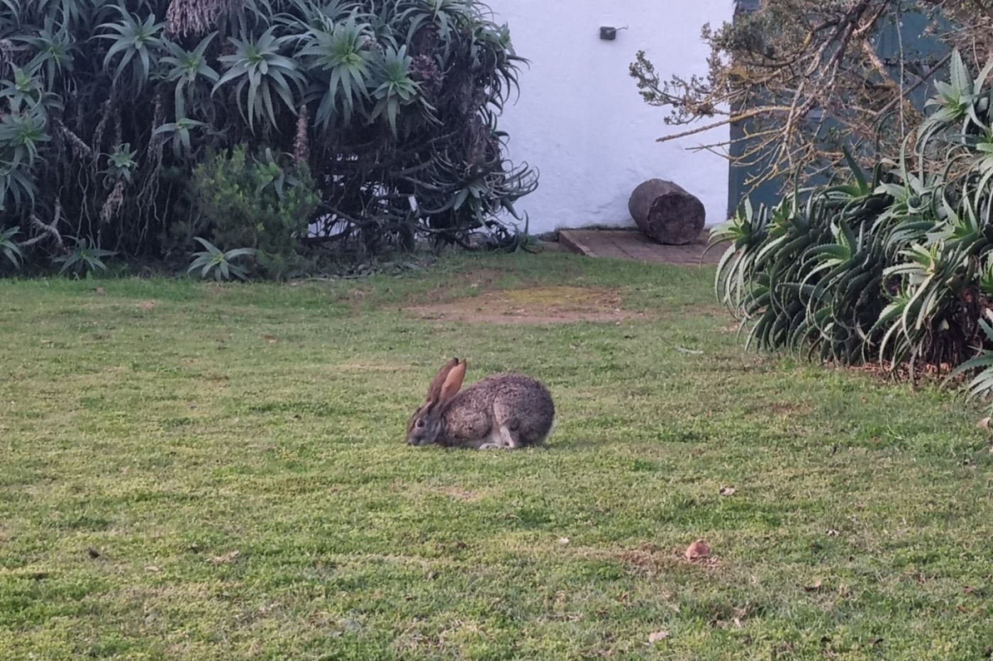 News | Guardians of the Sky: Cape Vultures in South Africa's Potberg ...