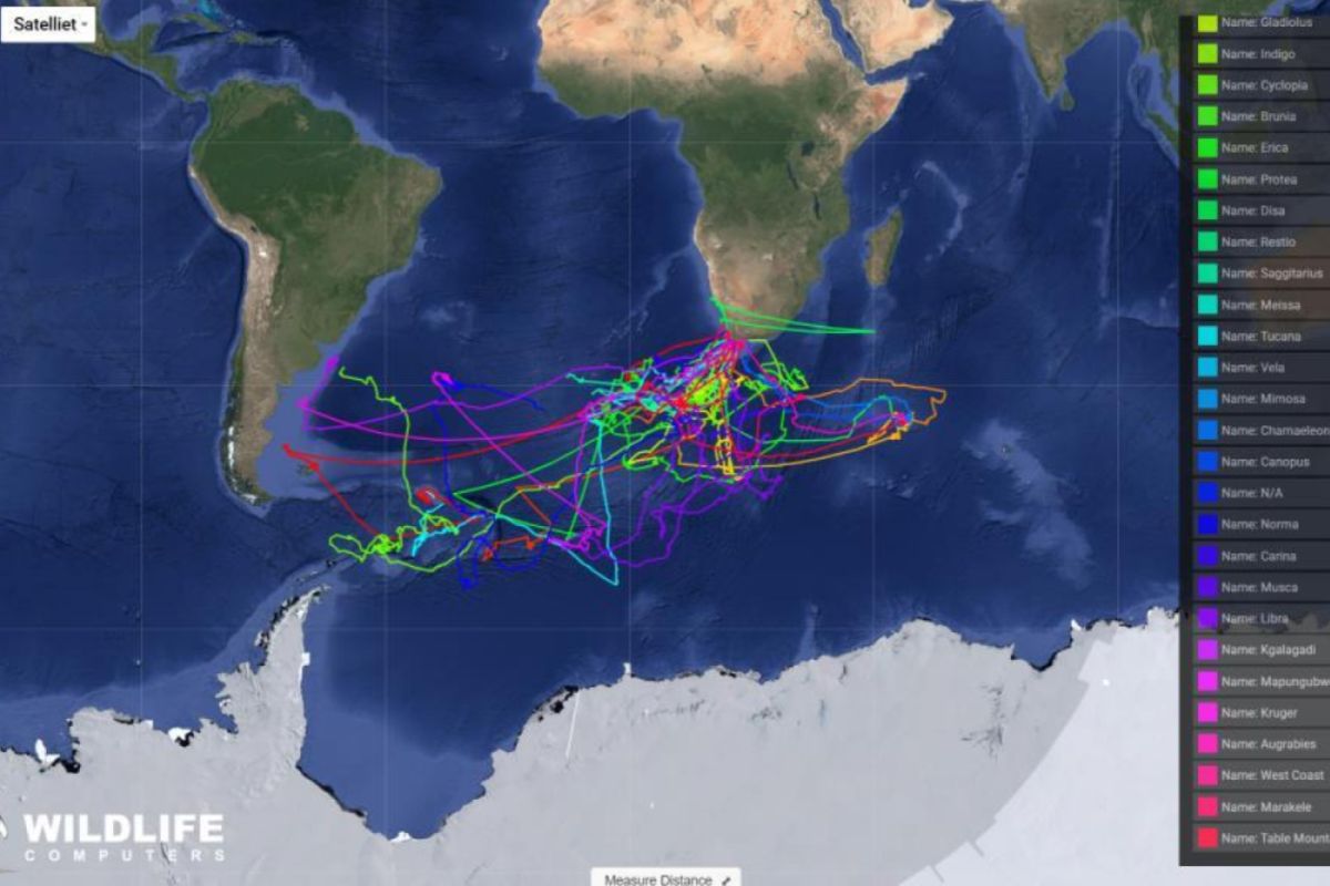 2025 Annual Southern Right Whale Aerial Survey