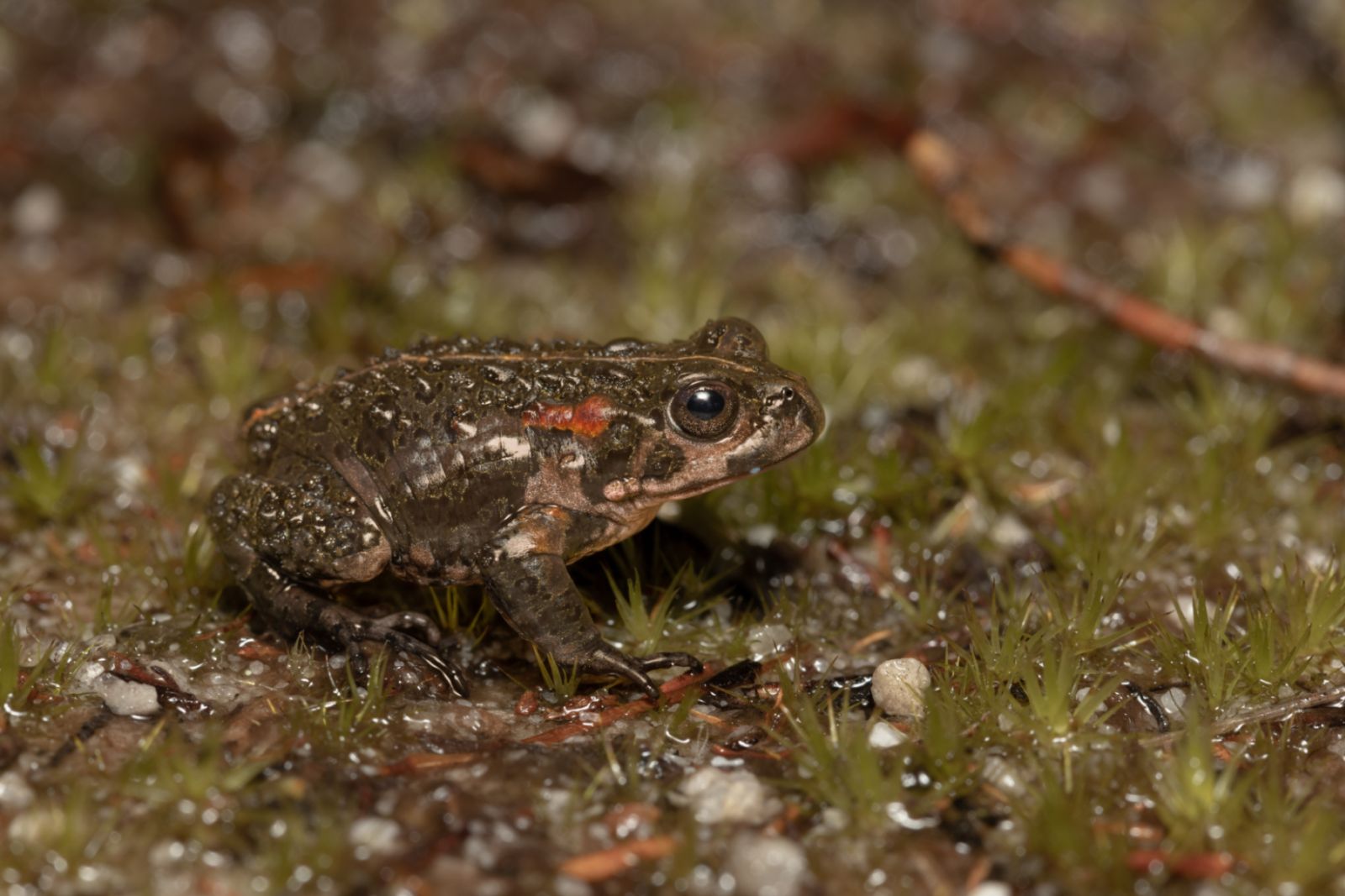 Western Cape expands protected areas with Mount David Reserve