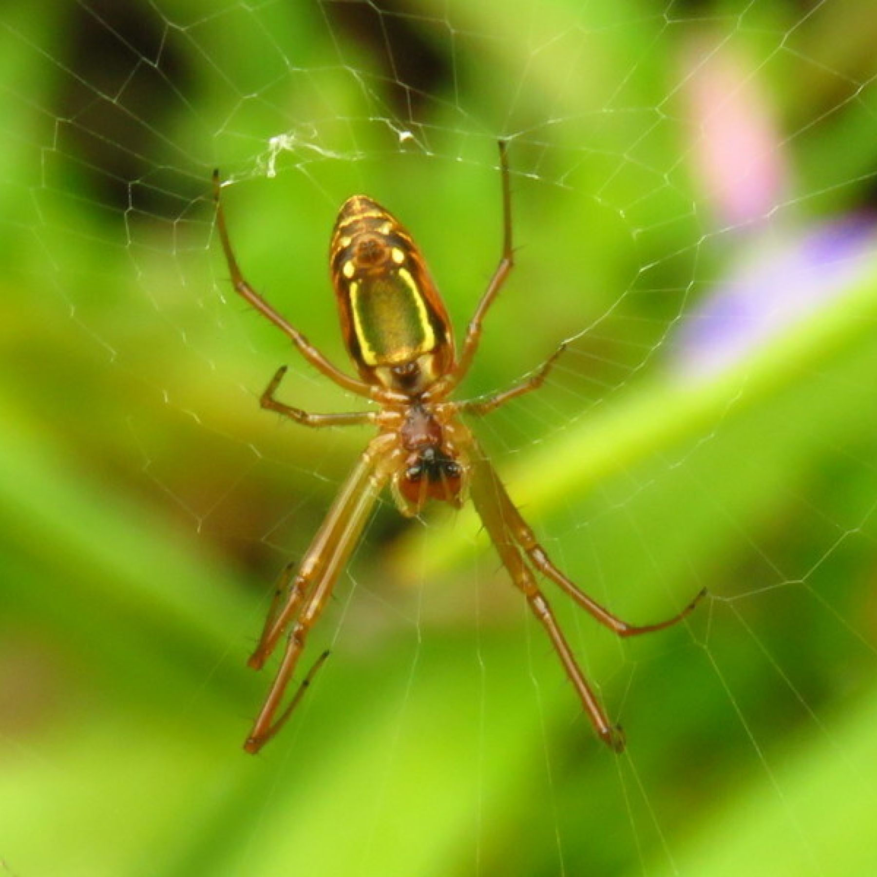 Focus on spiders