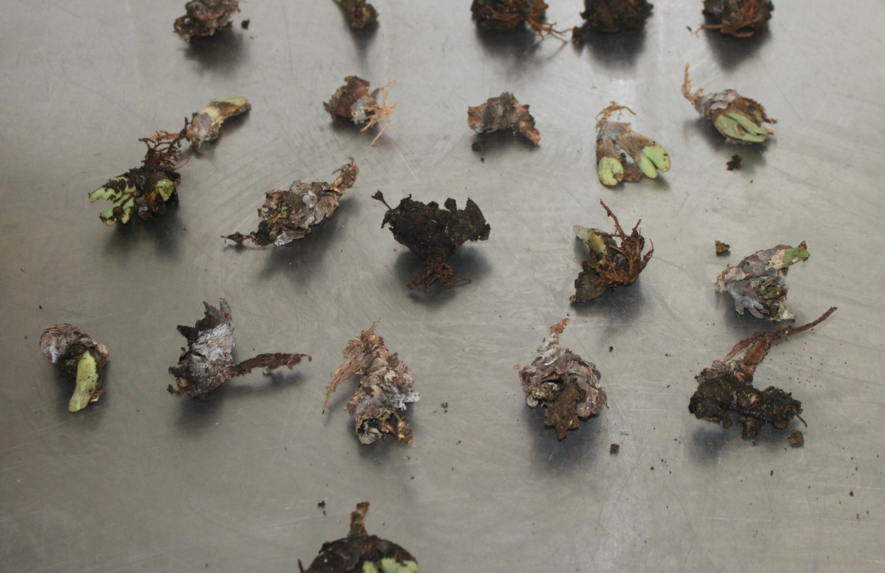 Save our biodiversity by helping us fight plant poaching!