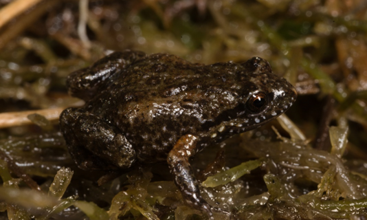 News | New population of Critically Endangered Northern moss frog ...