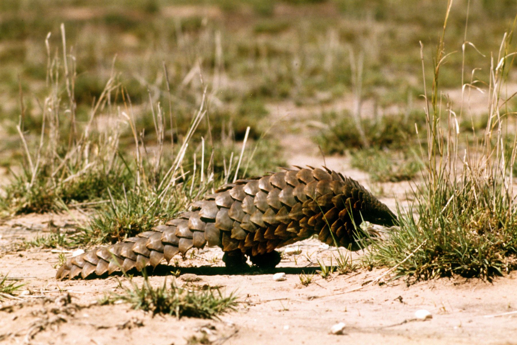 Of Pangolins, Bats and the Illegal Trade of Wildlife