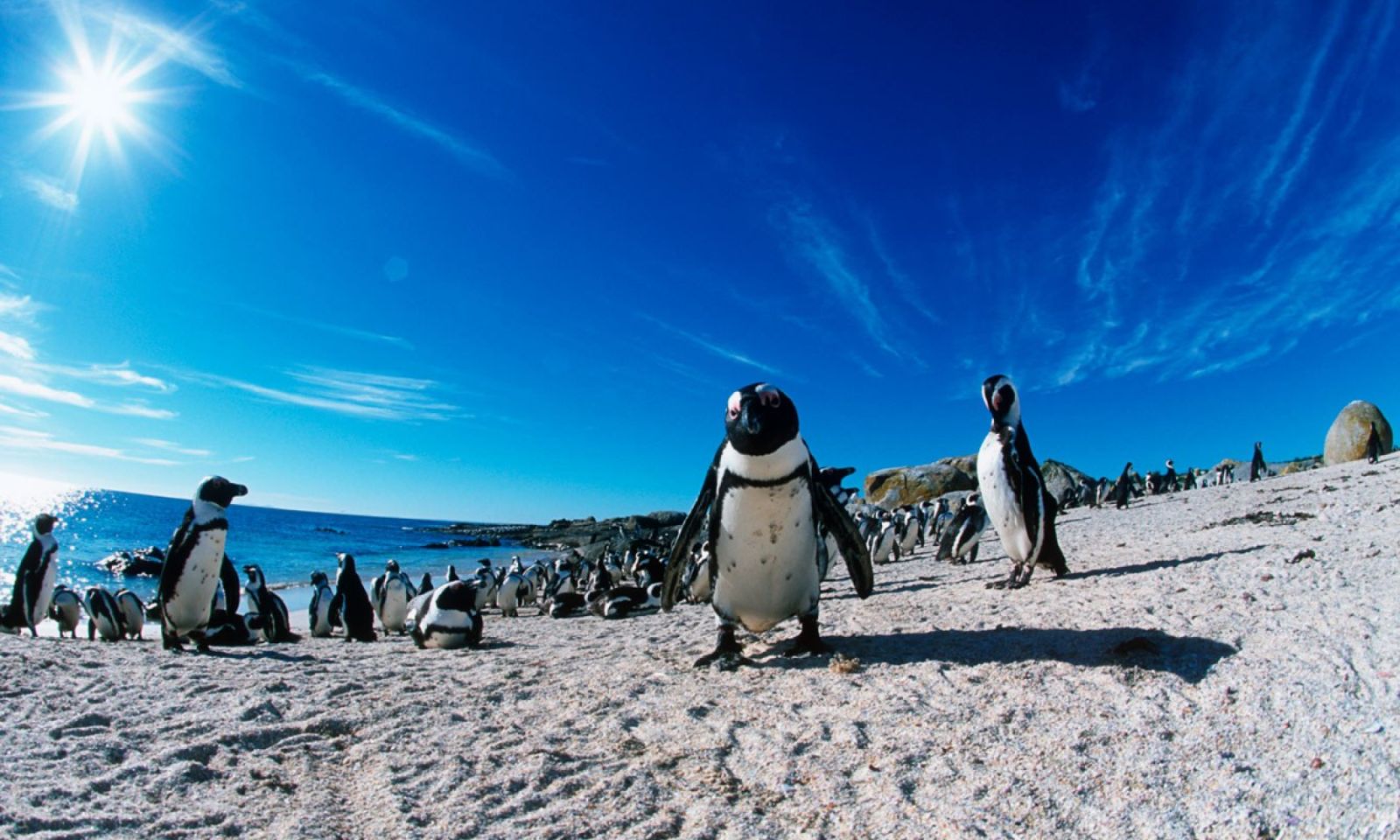 Firewood prohibited in all CapeNature reserves as a biodiversity ...