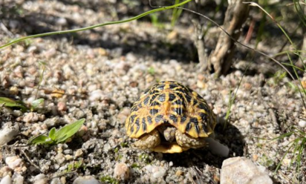 News | Monitoring of Critically Endangered Geometric Tortoise