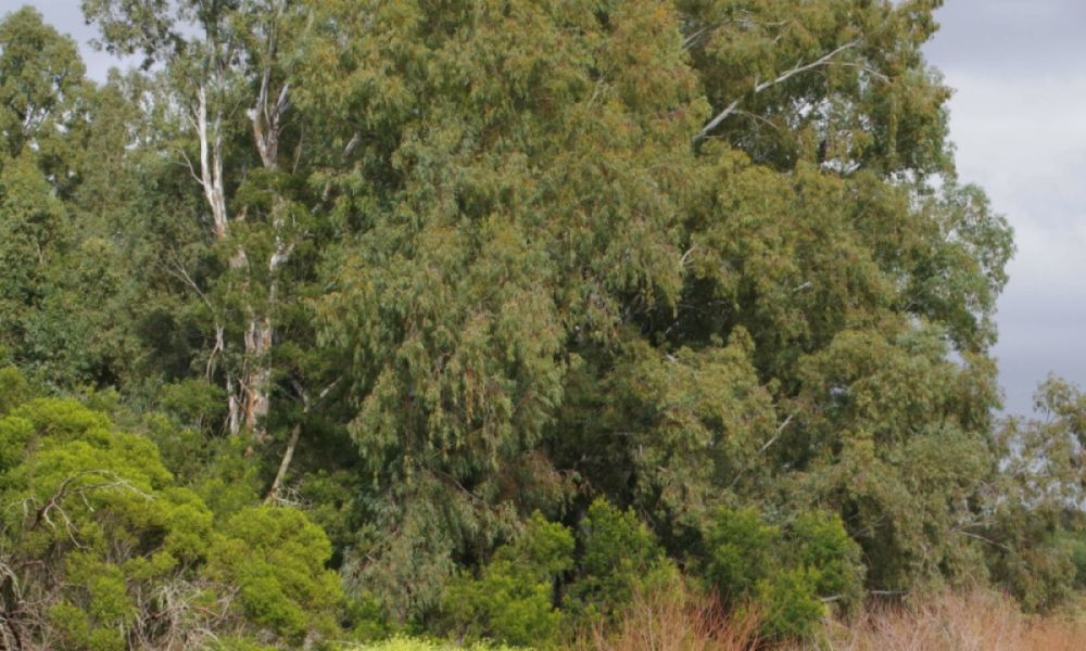 Legal implications in terms of invasive alien plant species