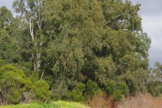 Invasive alien plants - Capenature