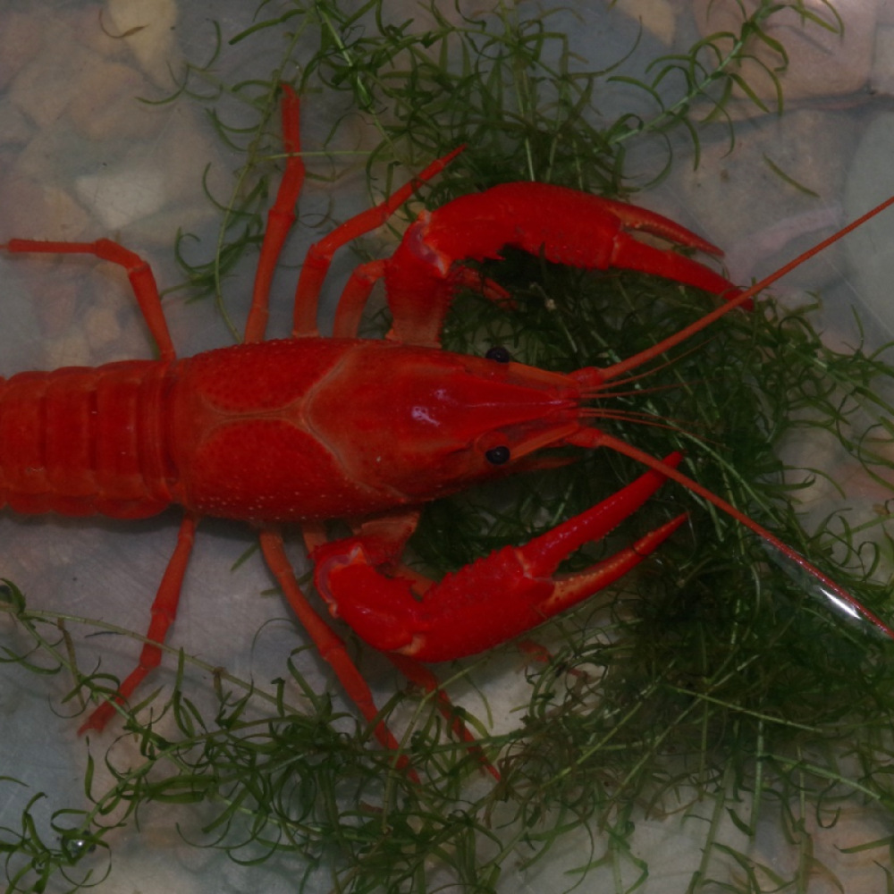 A New Invader in the Western Cape Province: The Red Swamp Crayfish ...