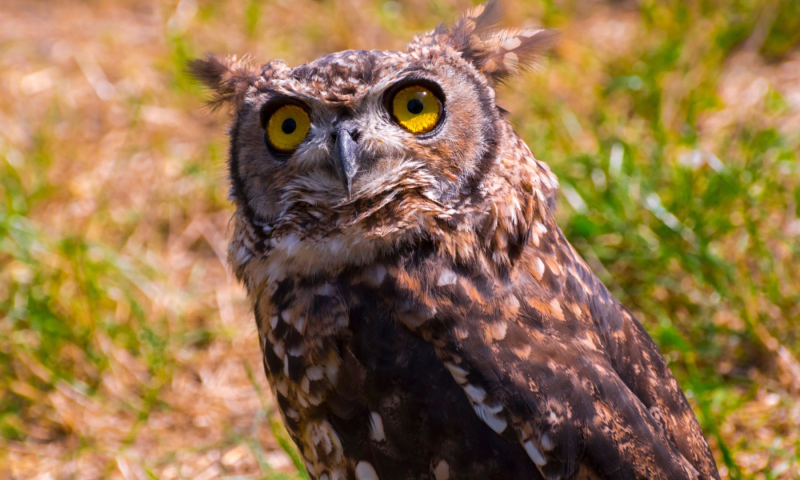 Man convicted and sentenced for attack on Protected Spotted Eagle-Owl ...
