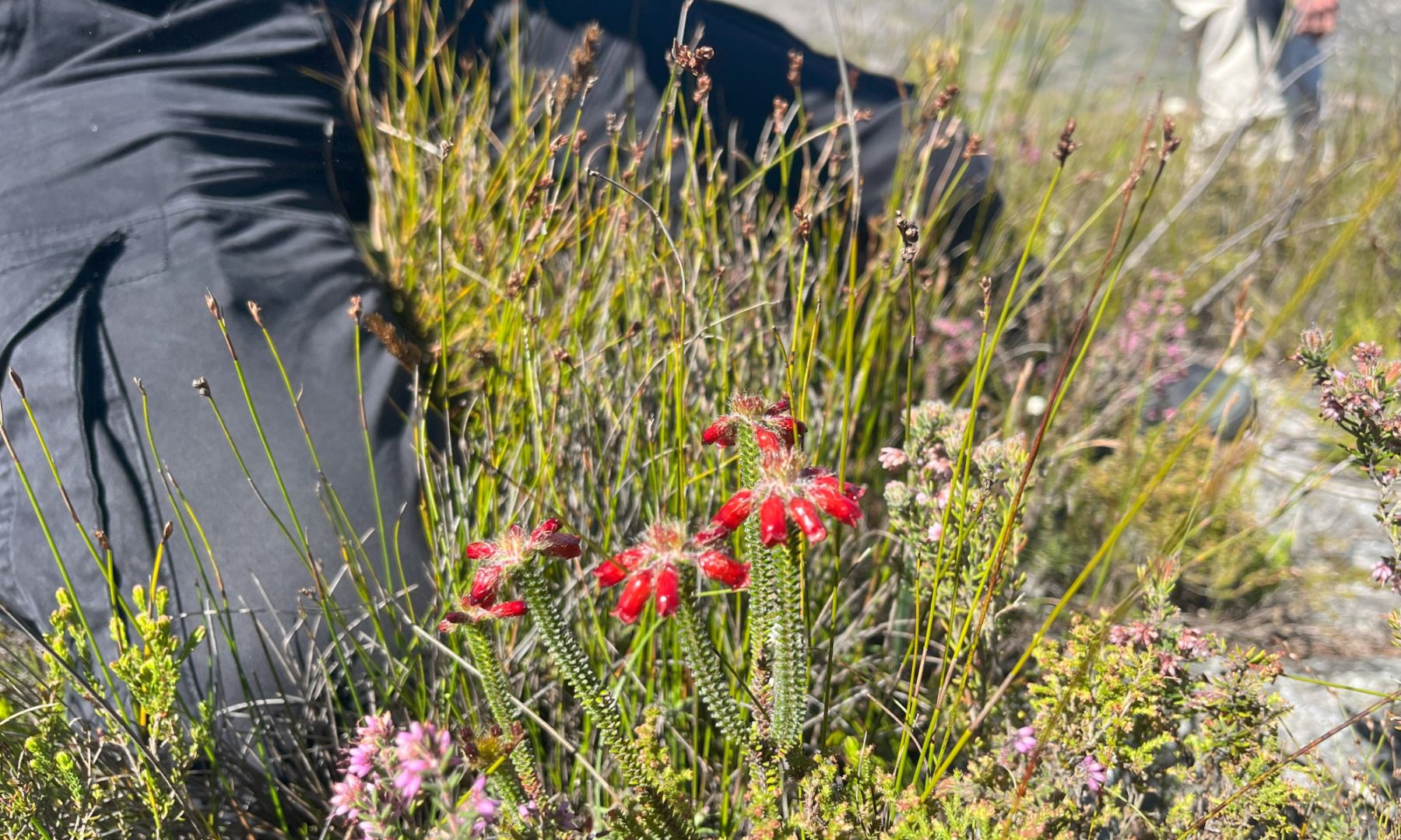 CapeNature goes cashless at select nature reserves