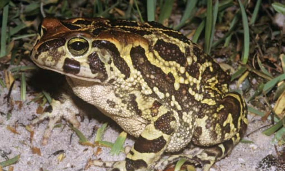 Dr Andrew Turner speaking about the endangered Western Leopard Toad
