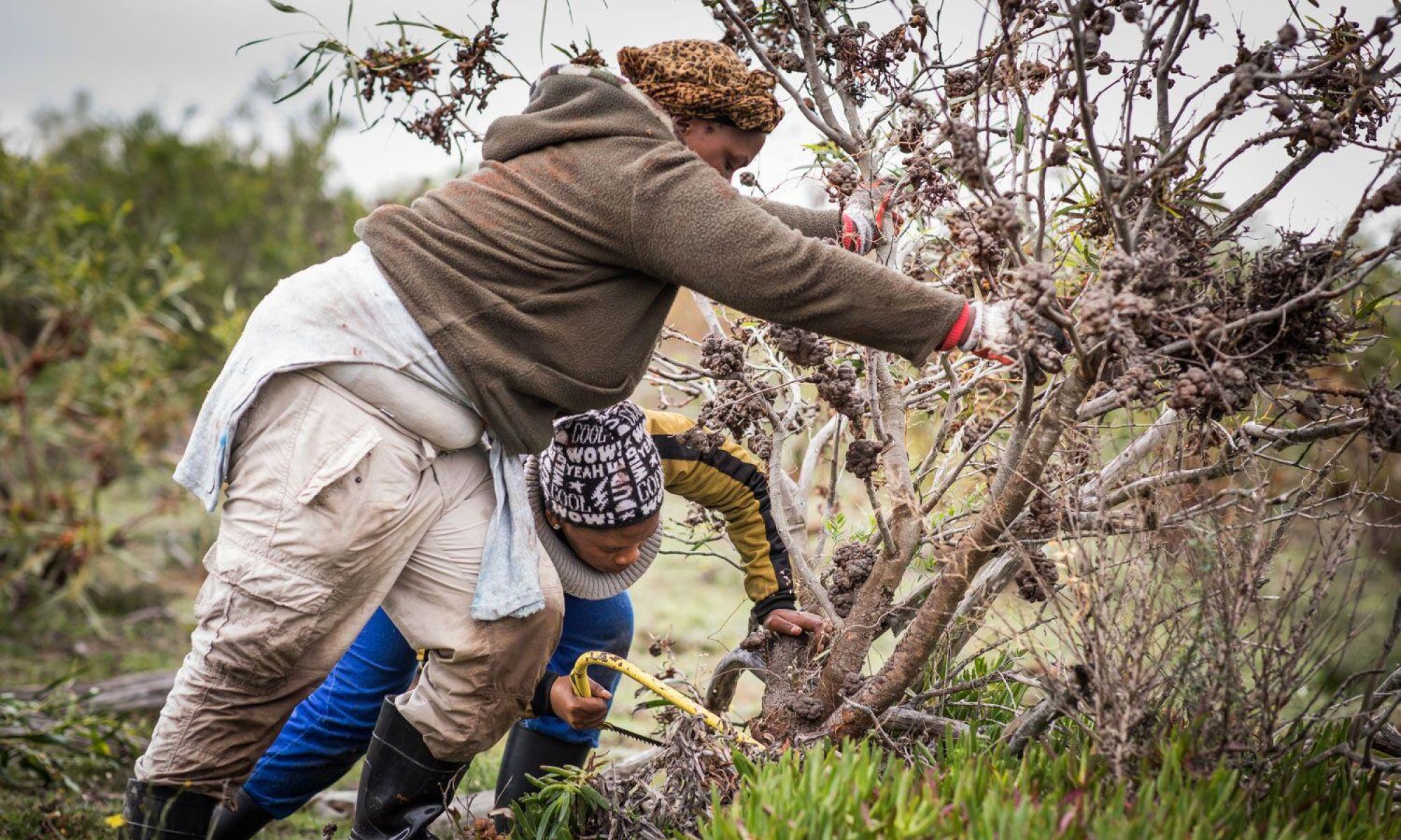 CapeNature Refutes Petition on Trail Closures at Jonkershoek and ...