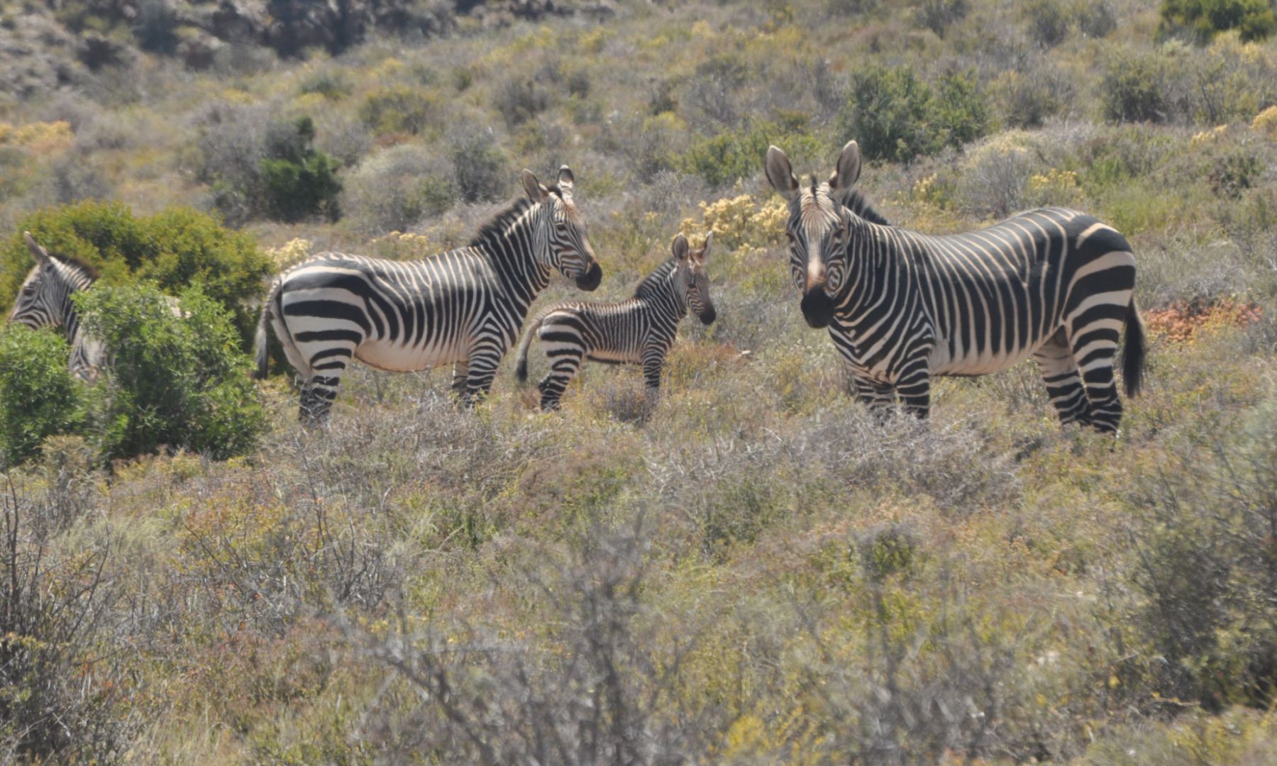 News | One of a kind – a unique Cape mountain zebra foal born at Sanbona