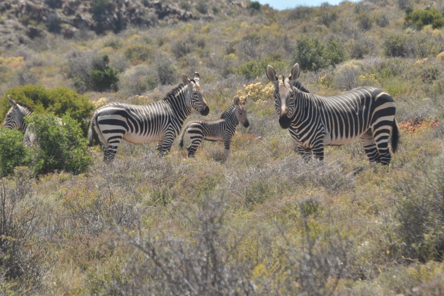 News | One of a kind – a unique Cape mountain zebra foal born at Sanbona