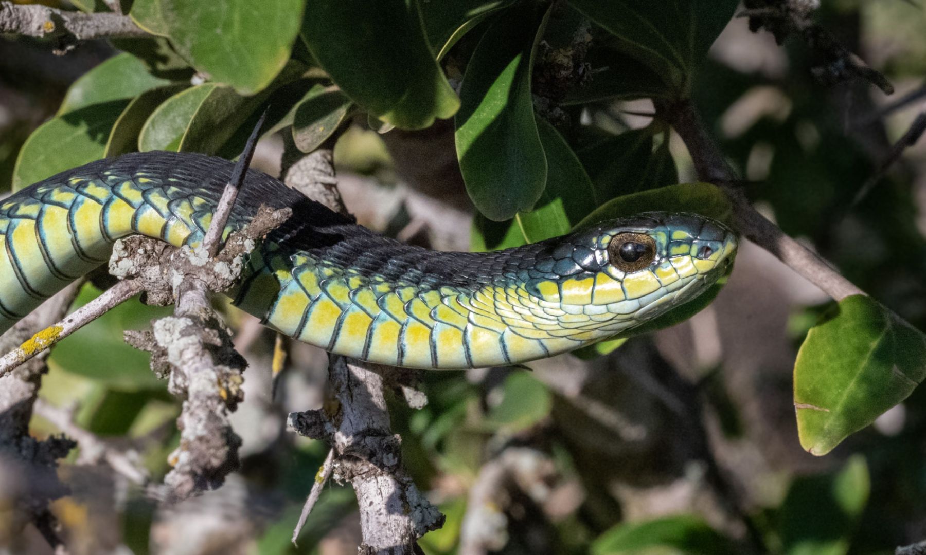 NHLS resumes snake antivenom production in South Africa