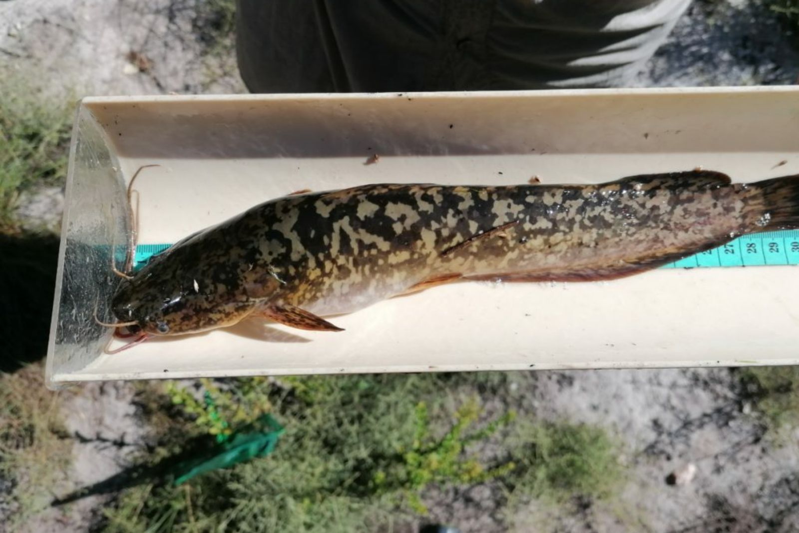 The African sharptooth catfish: a robust survivalist and crafty invader ...