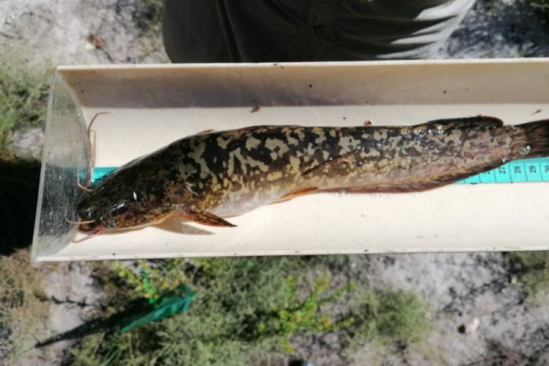 The African sharptooth catfish: a robust survivalist and crafty invader ...
