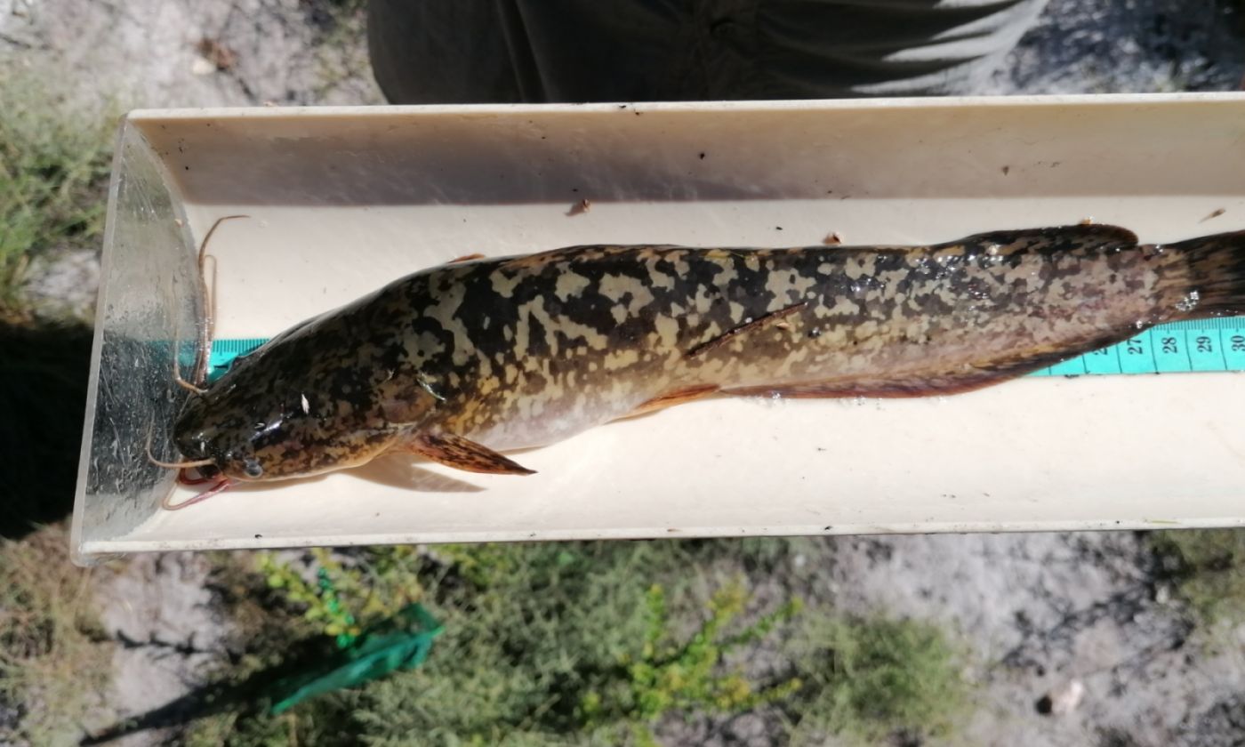 The African sharptooth catfish: a robust survivalist and crafty invader ...