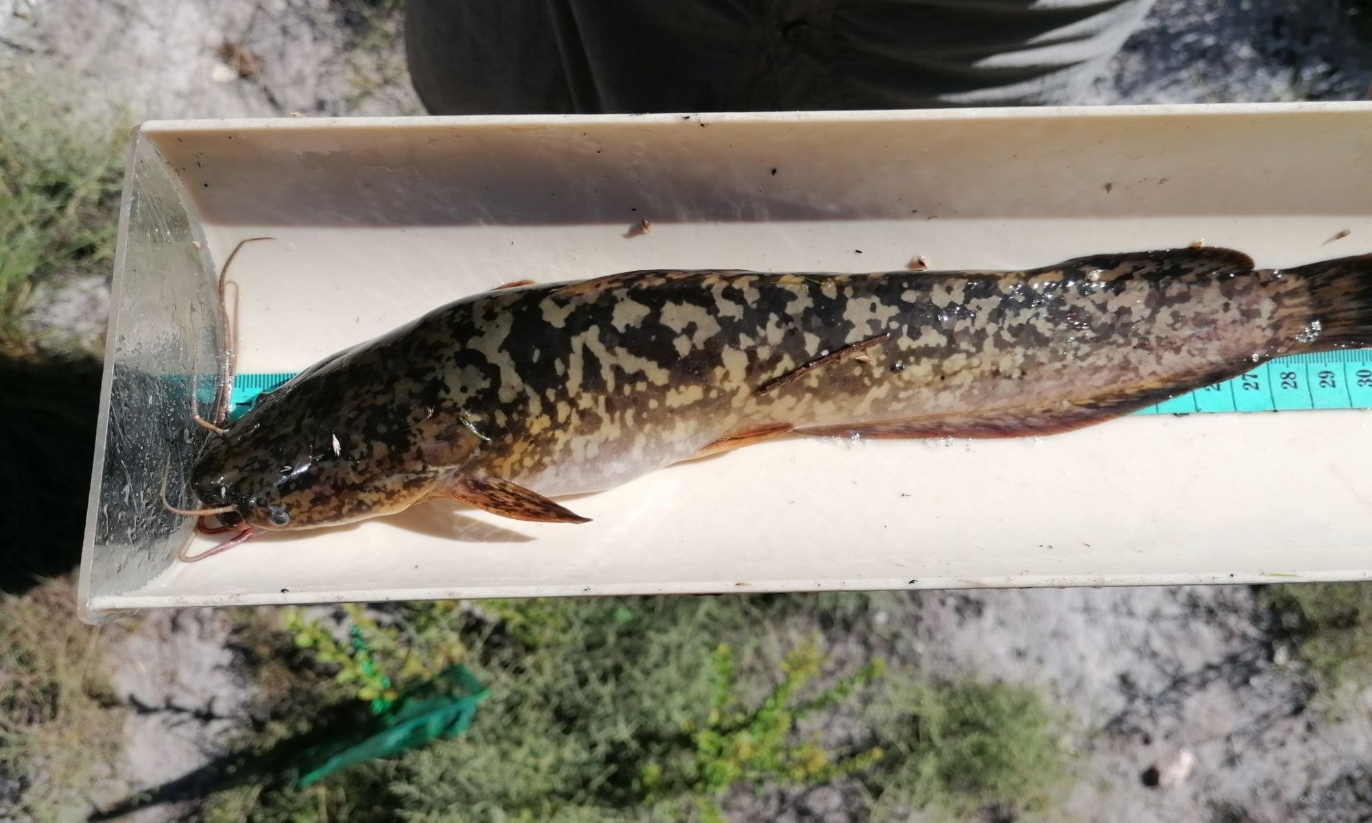 The African sharptooth catfish: a robust survivalist and crafty invader ...
