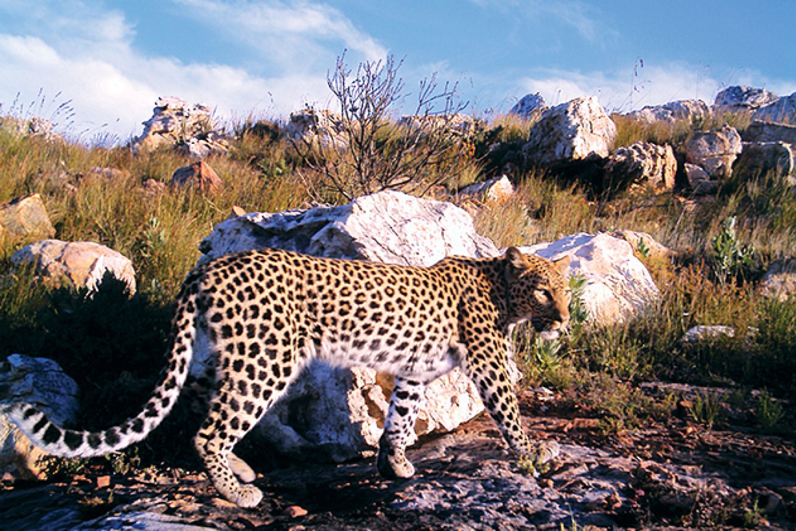 Cederberg Wilderness Conservation – Capenature