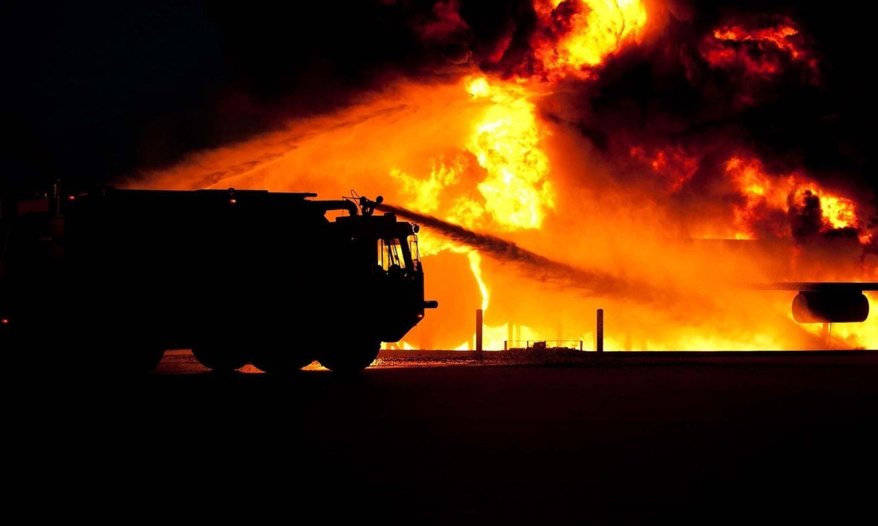 News | What to do if you encounter wildlife affected by fire