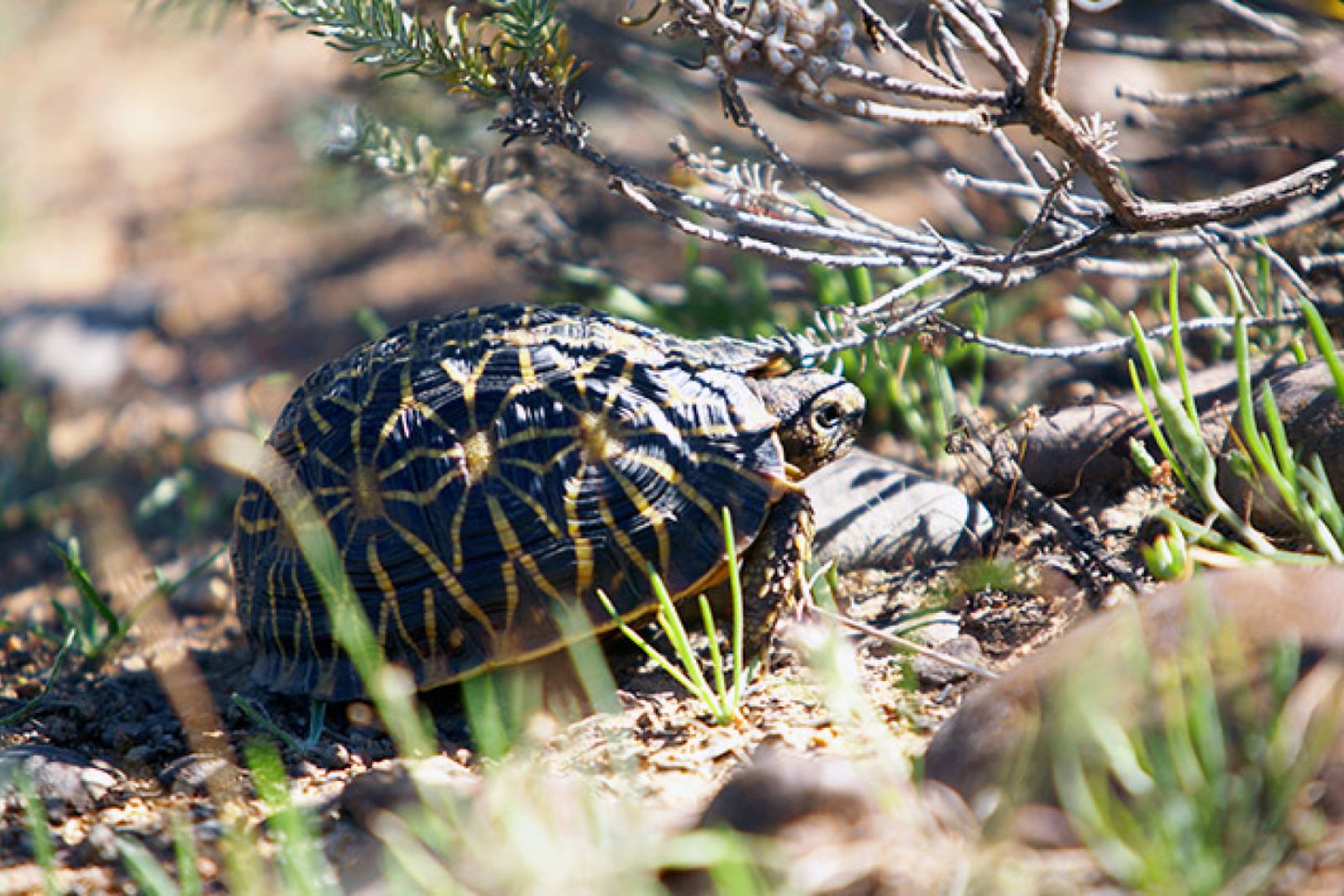 Projects | Monitoring of the critically endangered Geometric tortoise