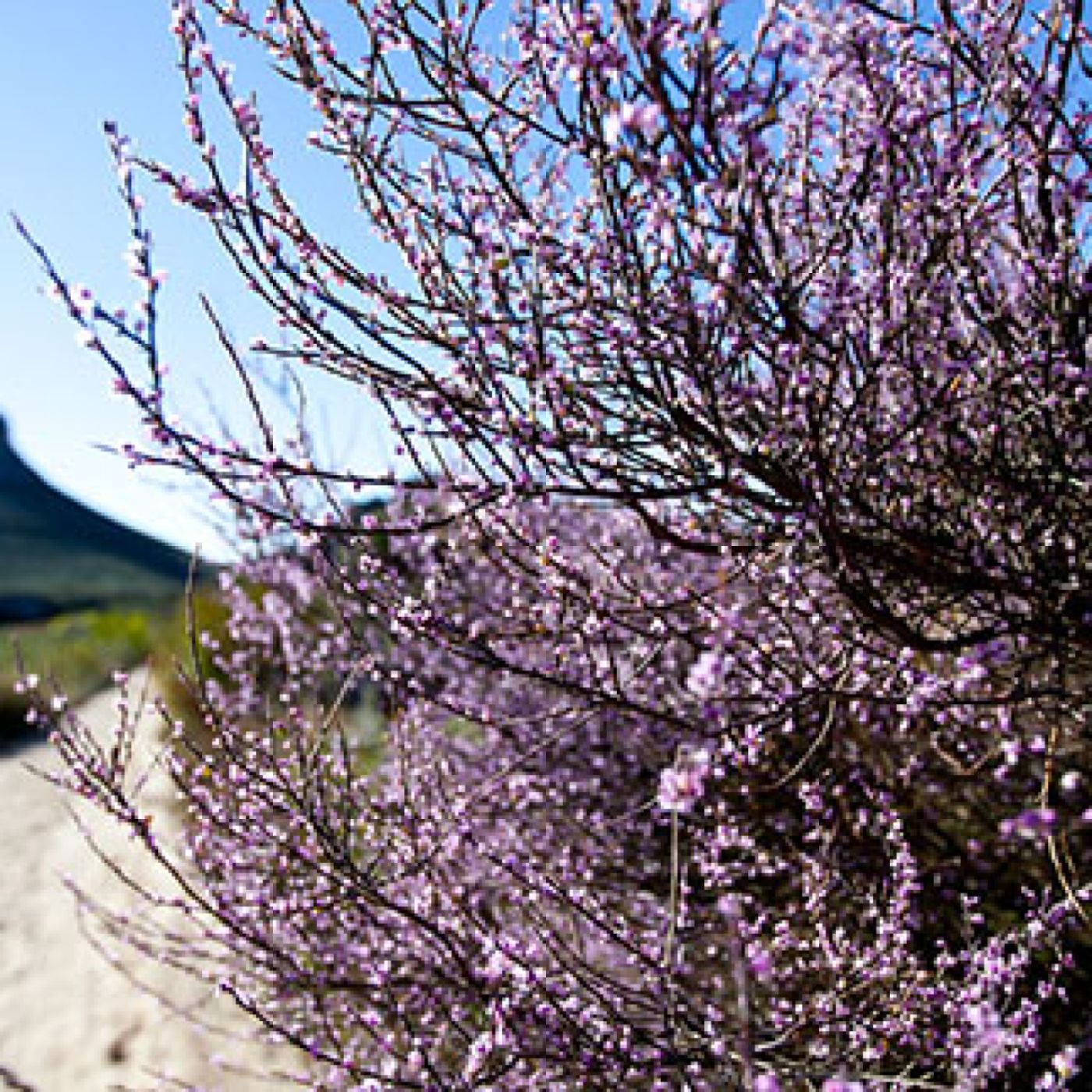 Conservation | Cederberg Wilderness Conservation