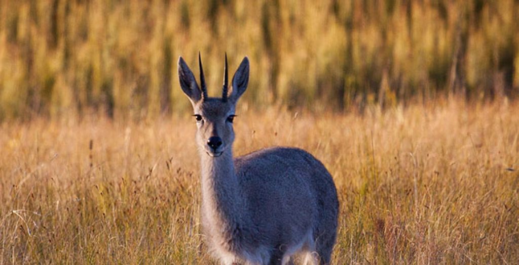Conservation | Cederberg Wilderness Conservation